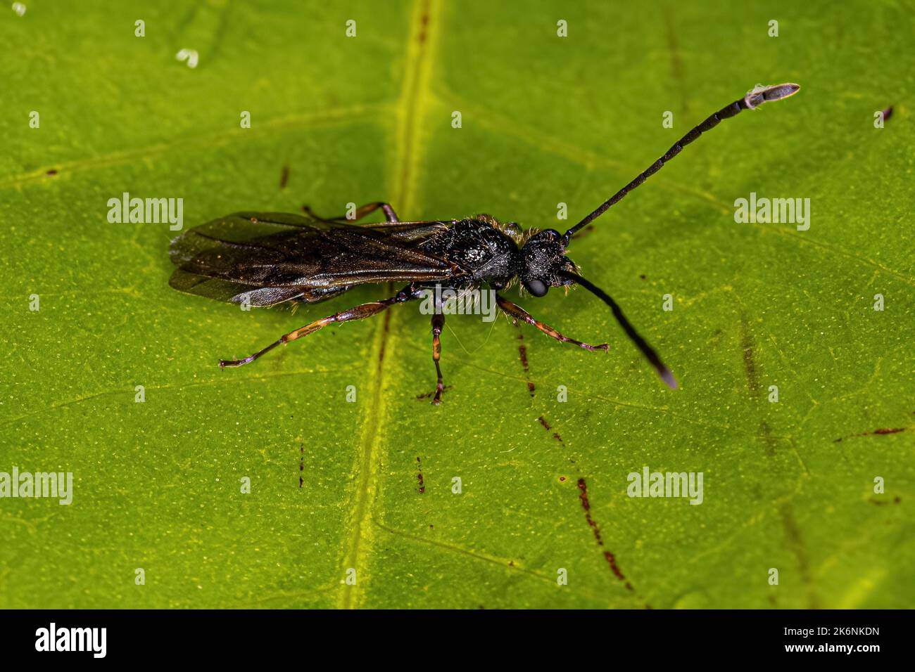 Adult Winged Male Ant of the Genus Cephalotes Stock Photo - Alamy