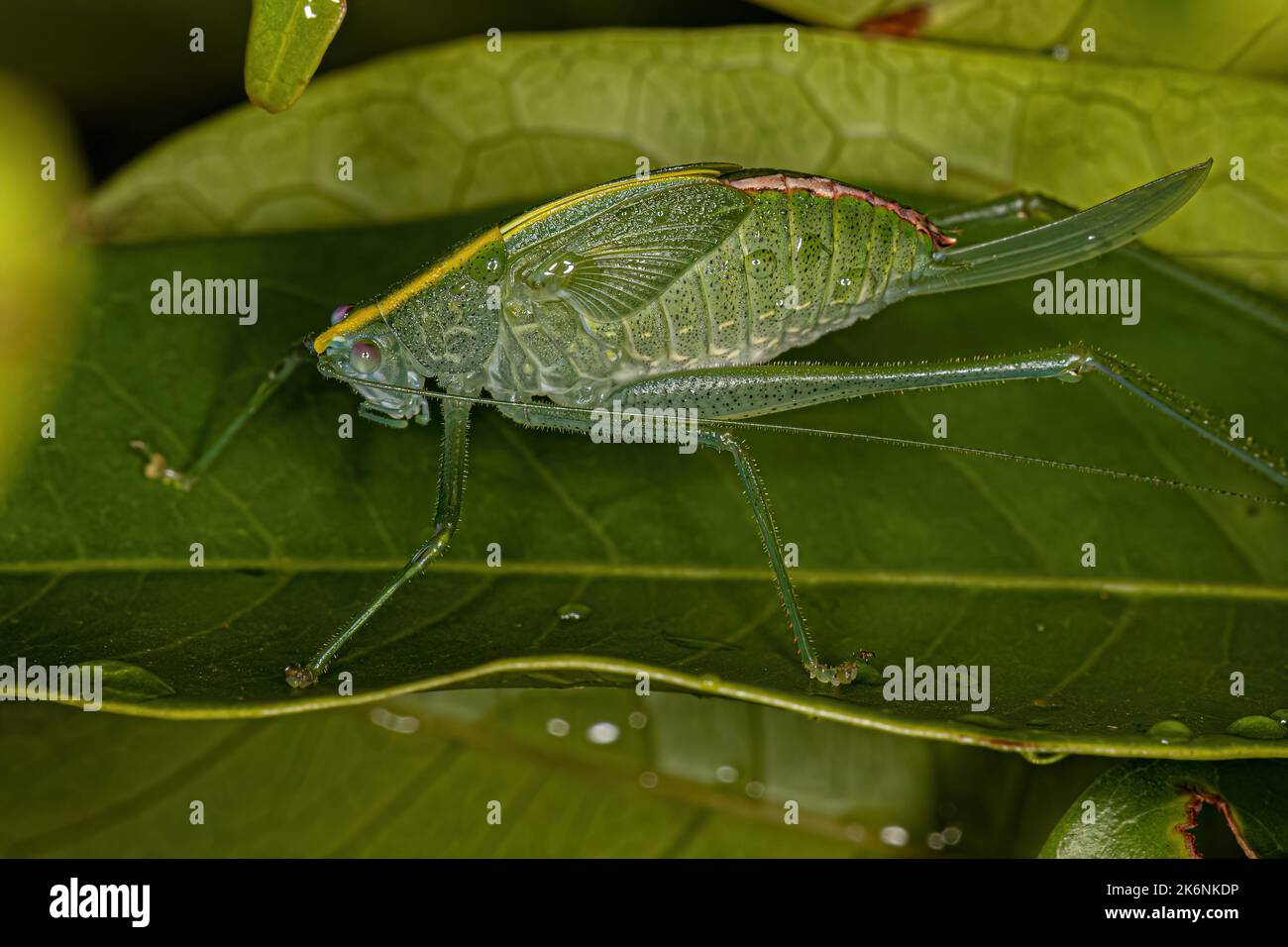 Grammadera hi-res stock photography and images - Alamy