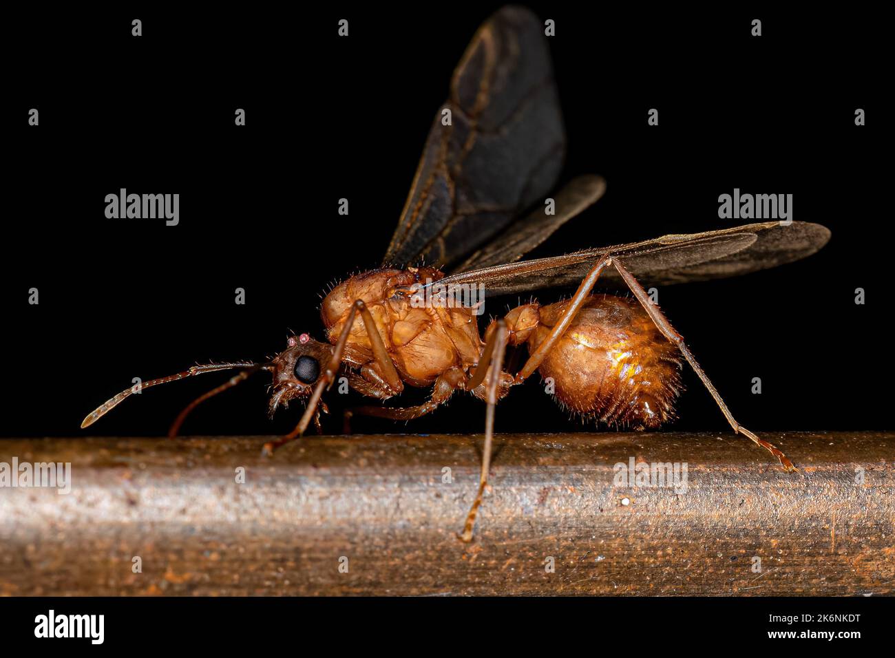 Adult Winged Male Acromyrmex Leaf-cutter Ant of the Genus Acromyrmex ...