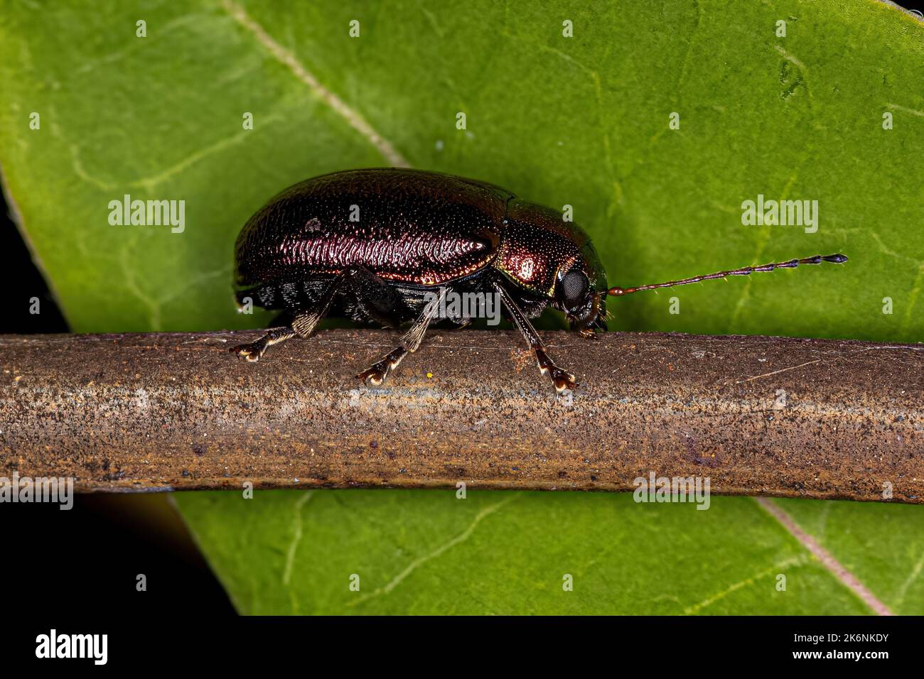 Adult Leaf Beetle of the Subfamily Eumolpinae Stock Photo - Alamy