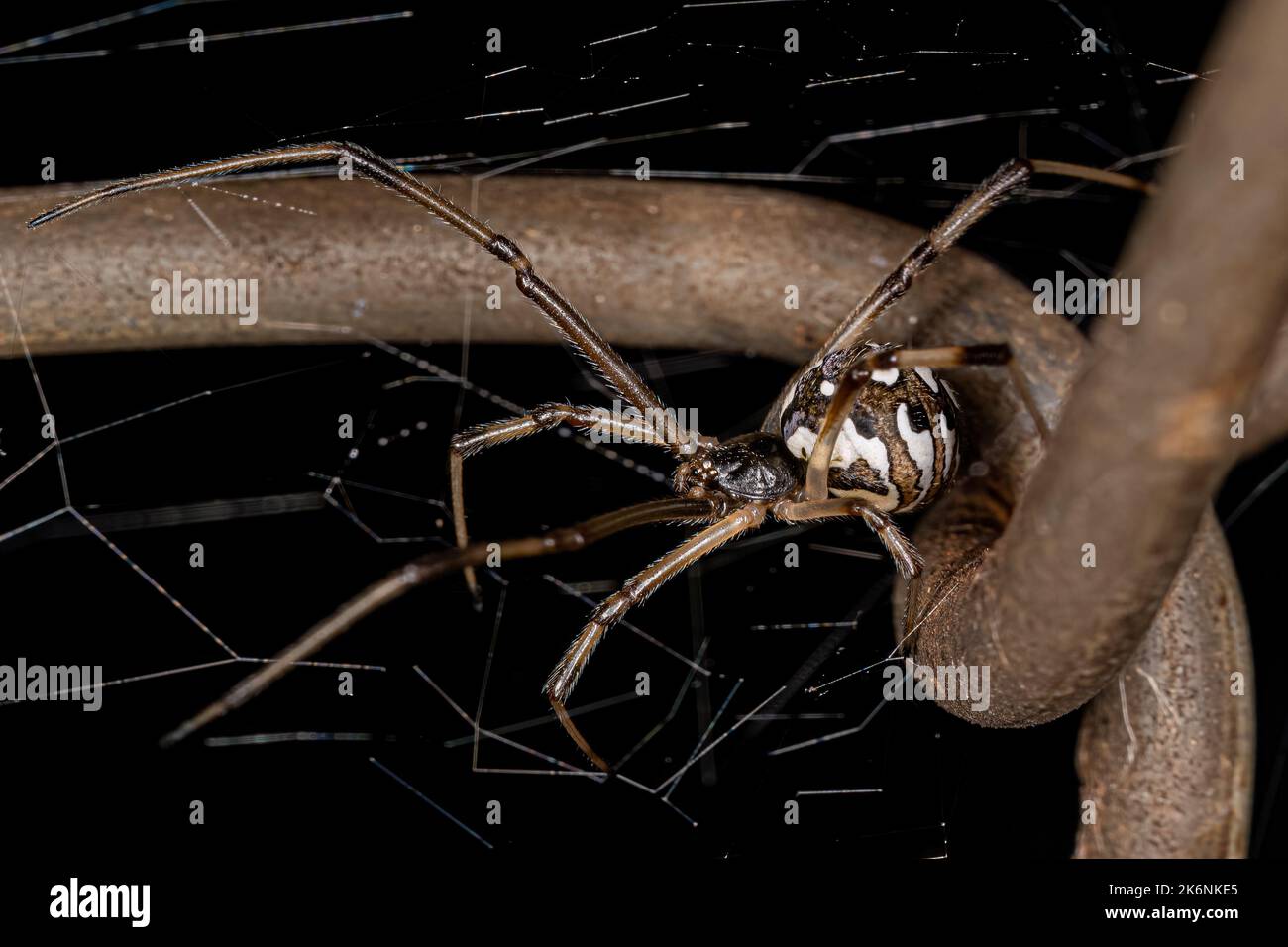 Female Adult Brown Widow Spider of the species Latrodectus geometricus ...