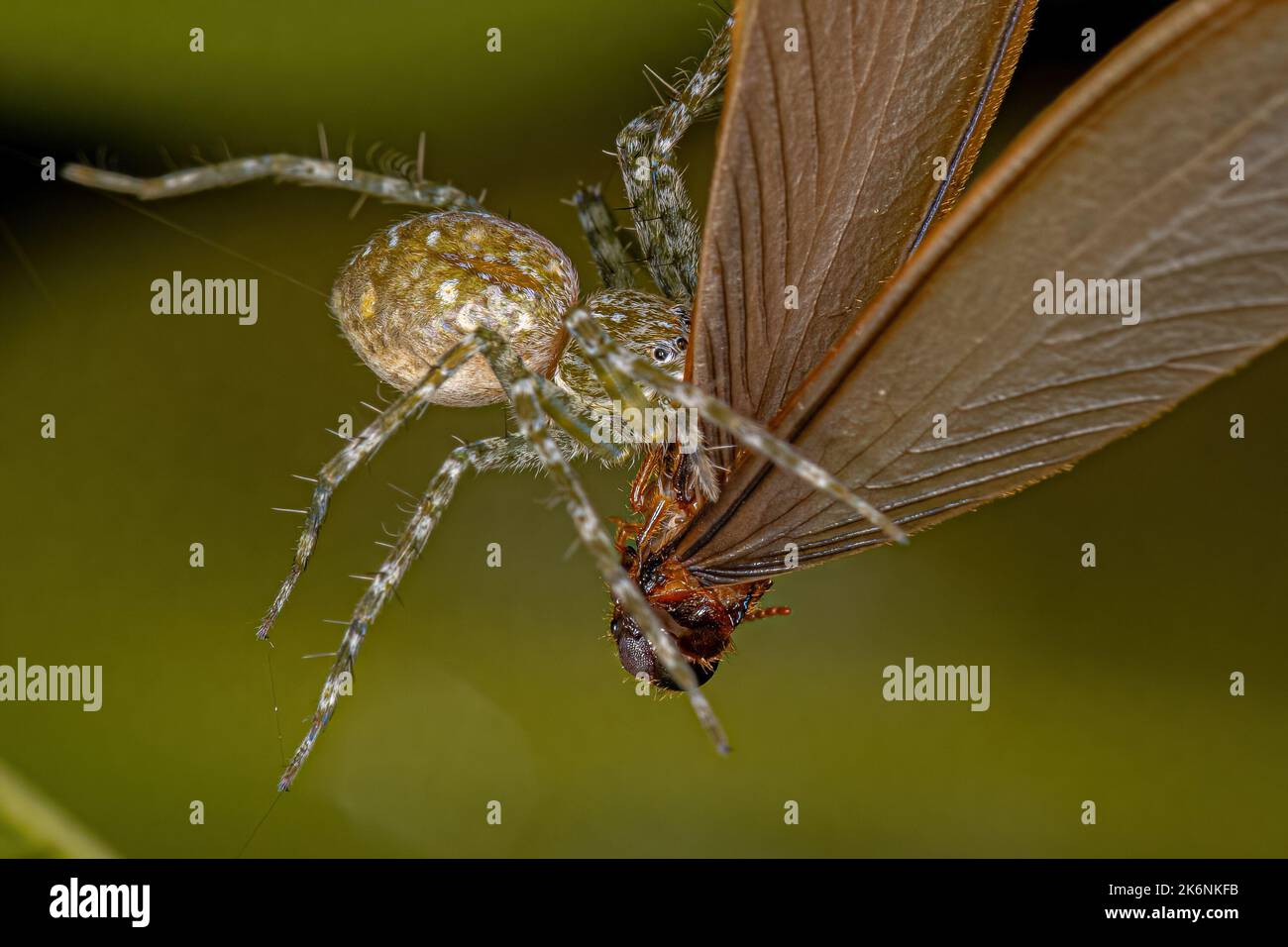 Small Nursery Web Spider of the Genus Thaumasia preying on a termite ...