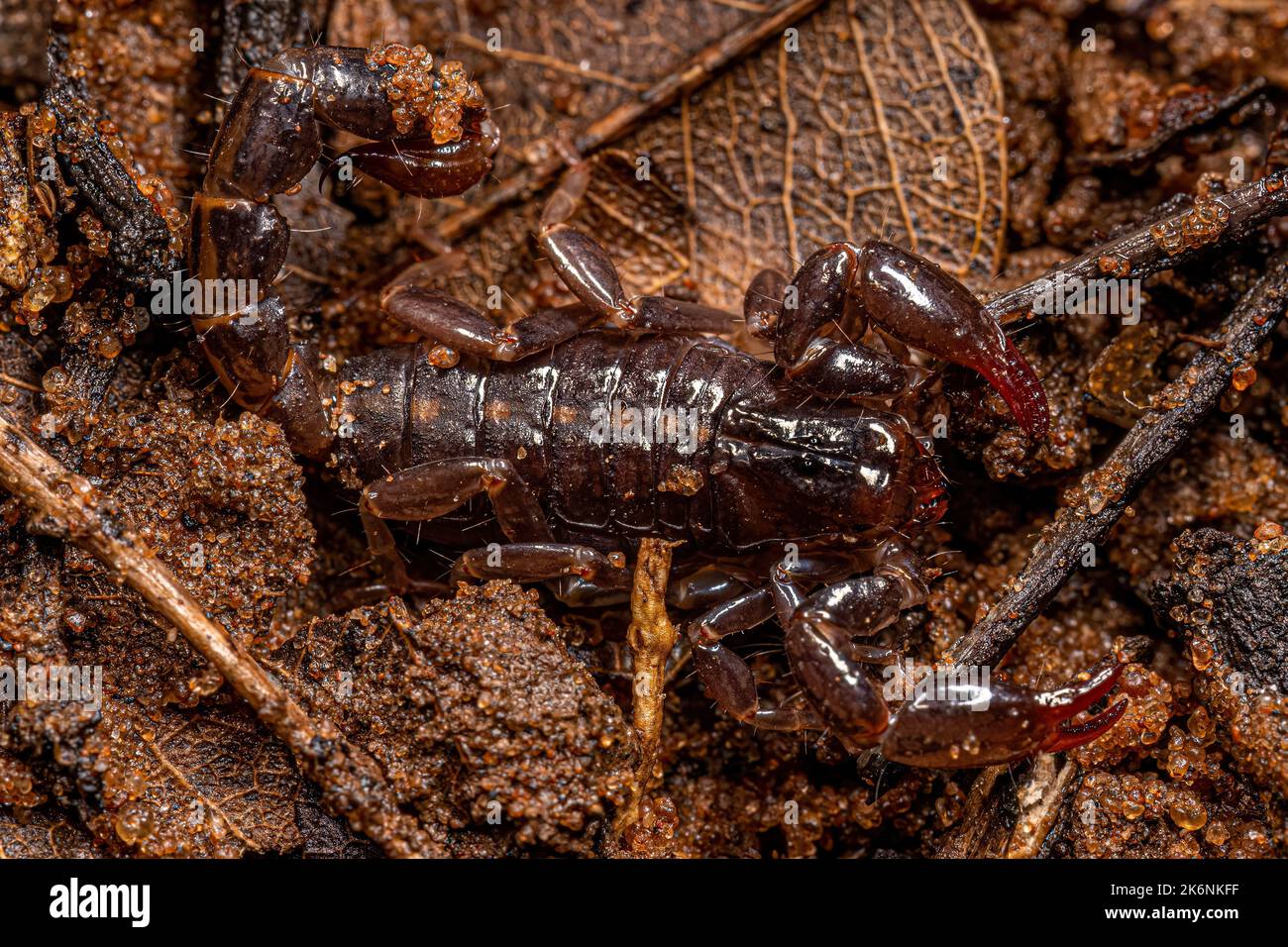 Small Black Scorpion of the Family Bothriuridae Stock Photo - Alamy