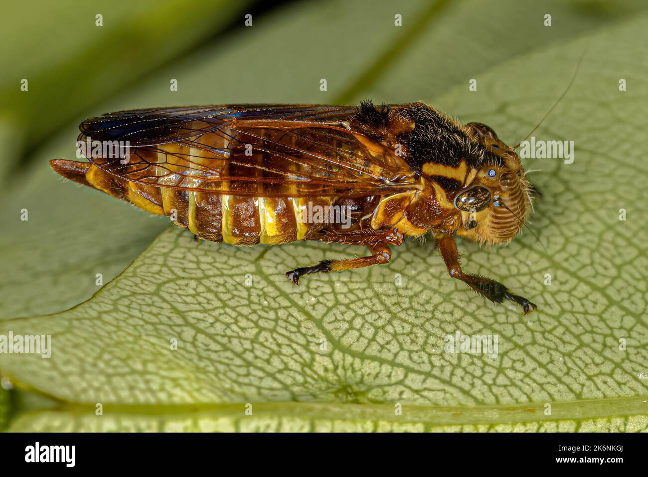 Yellow Small Typical Leafhopper of the Genus Teletusa animal mimicking ...