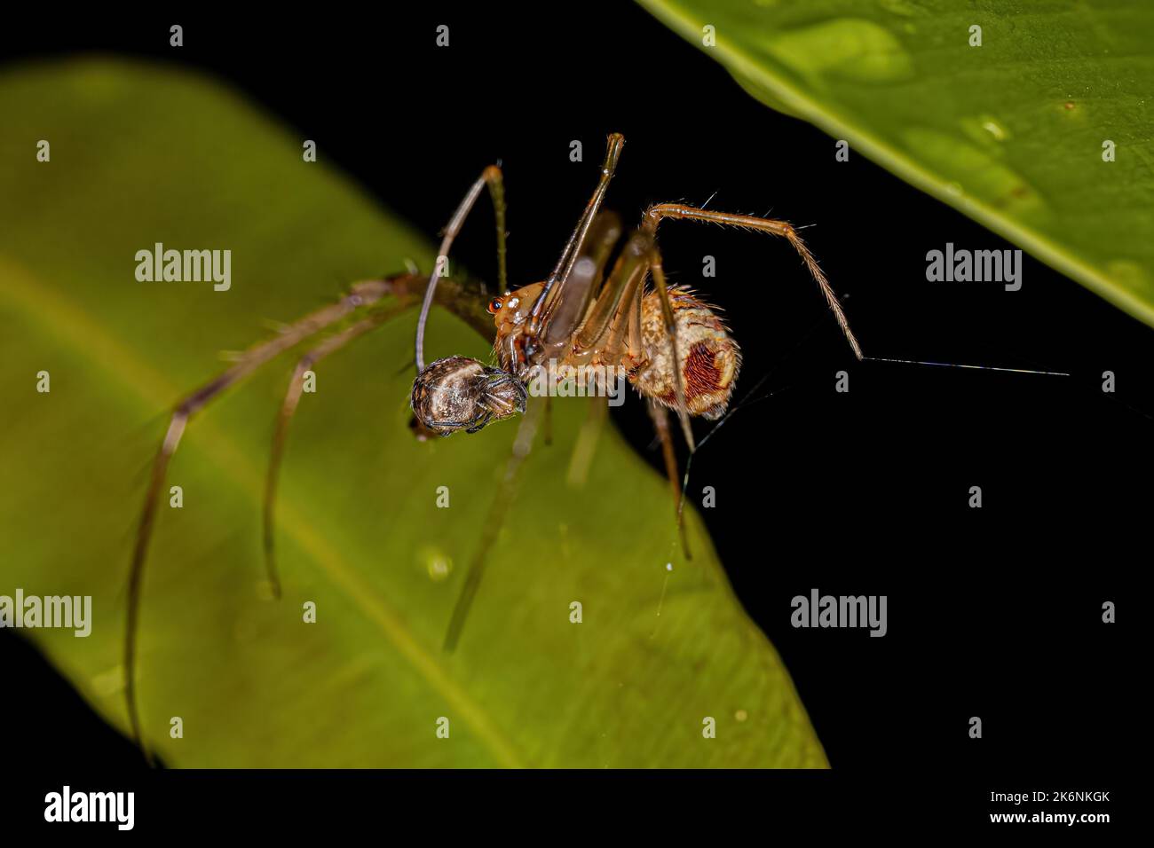 Small Male Pirate Spider of the Genus Gelanor preying on a spider Stock ...