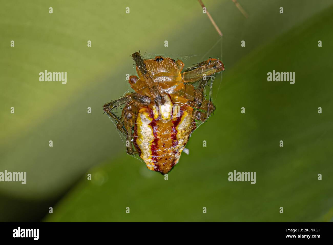 Dead Adult Typical Orbweaver Spider of the Genus Alpaida Stock Photo ...