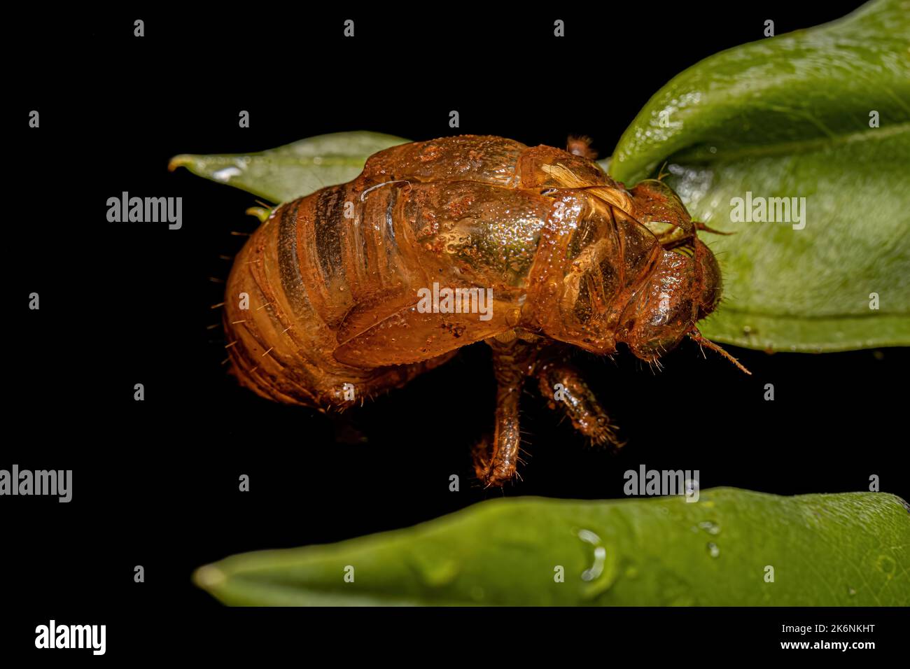 Exuvia of Typical Cicada, an exoskeleton abandoned in the process of ...
