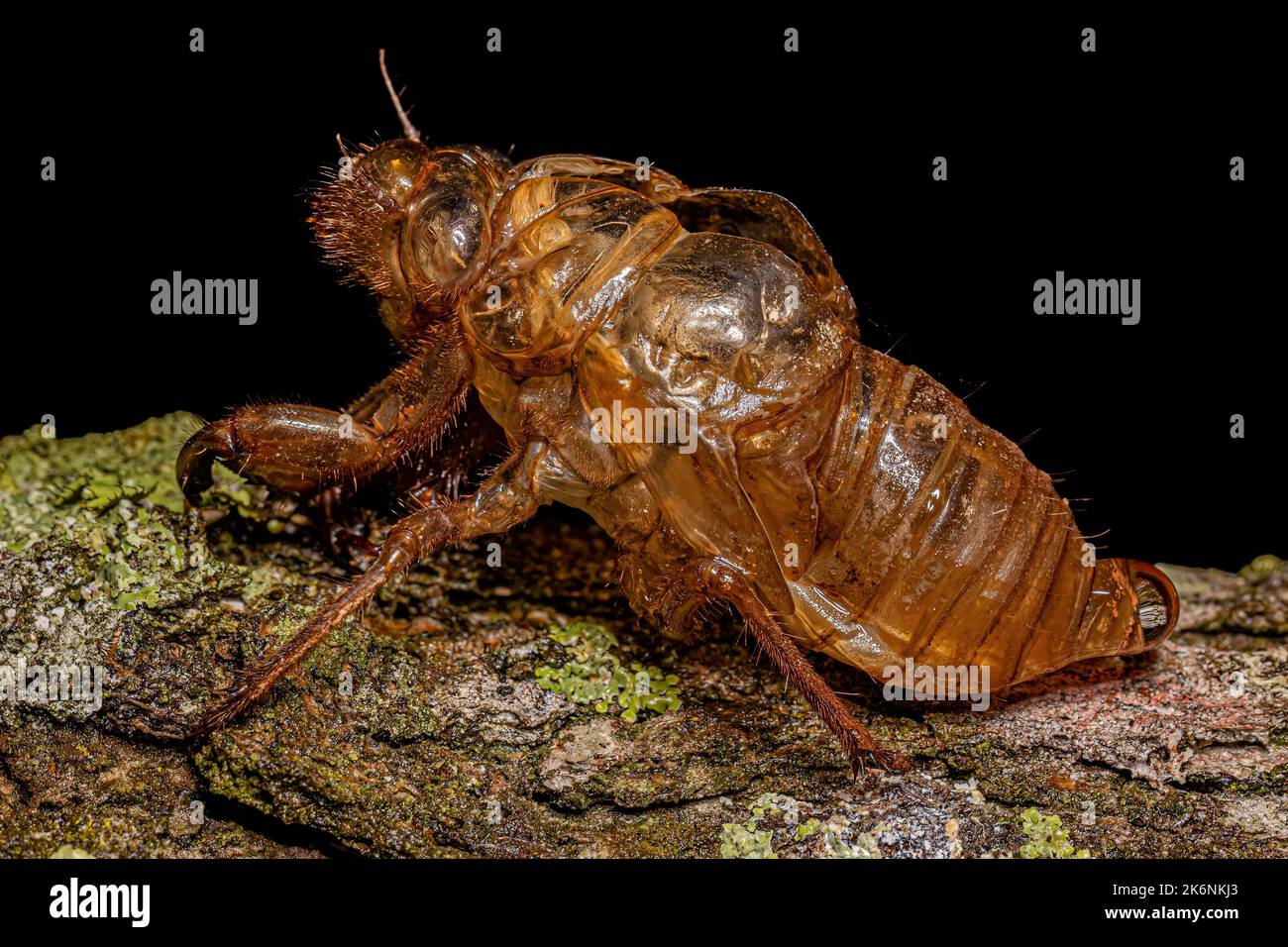 Exuvia of Typical Cicada, an exoskeleton abandoned in the process of ...
