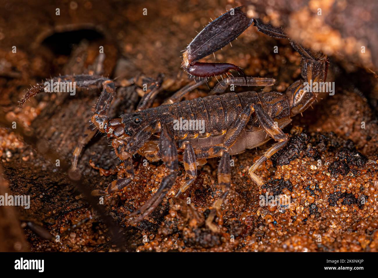Adult Arrowbreasted Scorpion of the Genus Ananteris Stock Photo - Alamy