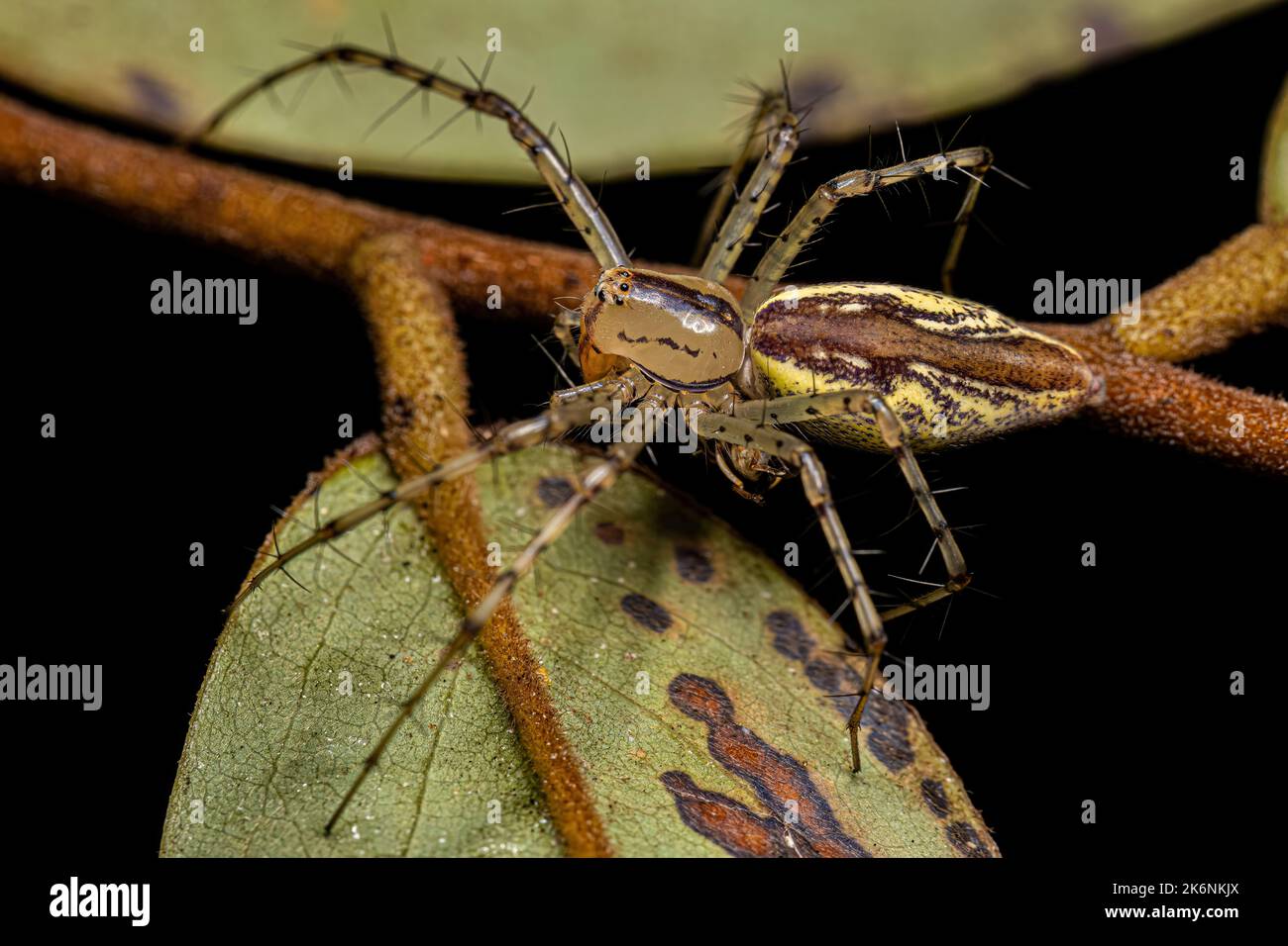 Adult Lynx Spider of the species Peucetia rubrolineata preying on an ...