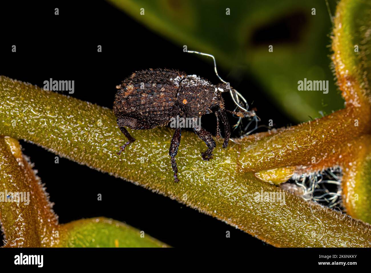 Adult True Weevil of the Family Curculionidae Stock Photo - Alamy