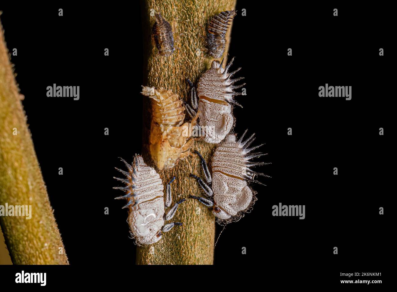 Typical Treehoppers nymph of the Family Membracidae Stock Photo - Alamy