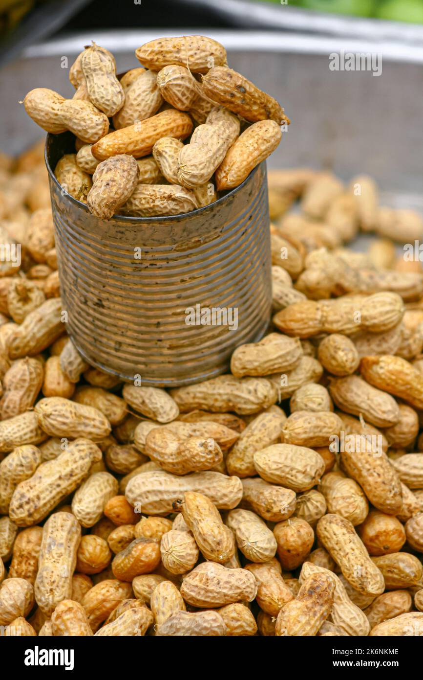 group of peanuts with old iron can Stock Photo - Alamy