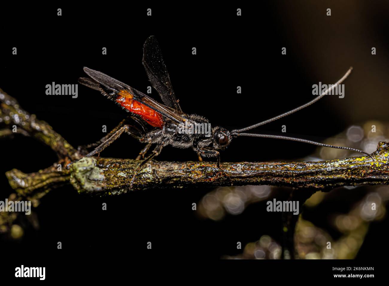 Adult Braconid Wasp of the Family Braconidae Stock Photo - Alamy