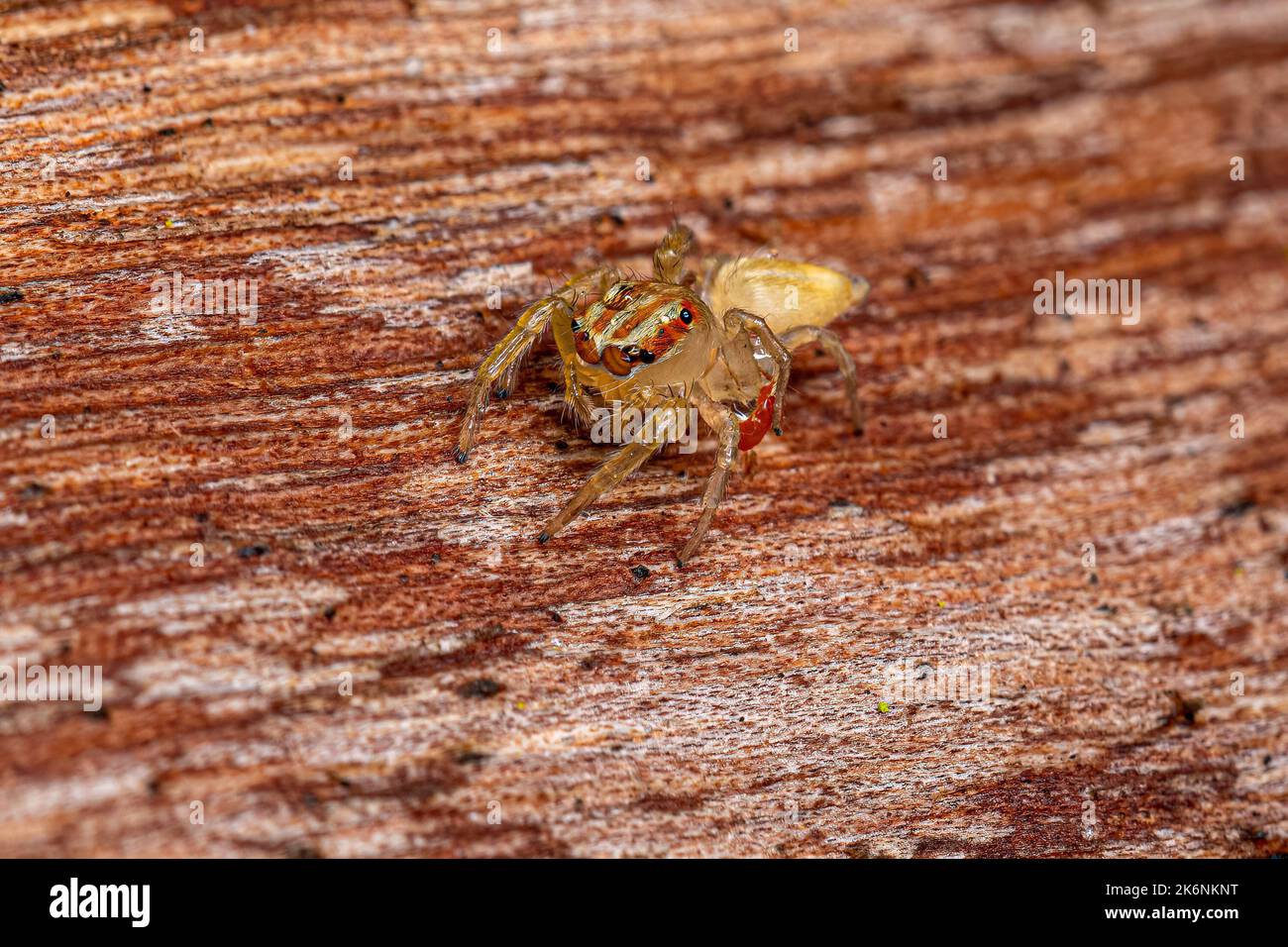 Small Jumping Spider of the Genus Chira with a mite stuck in the leg ...