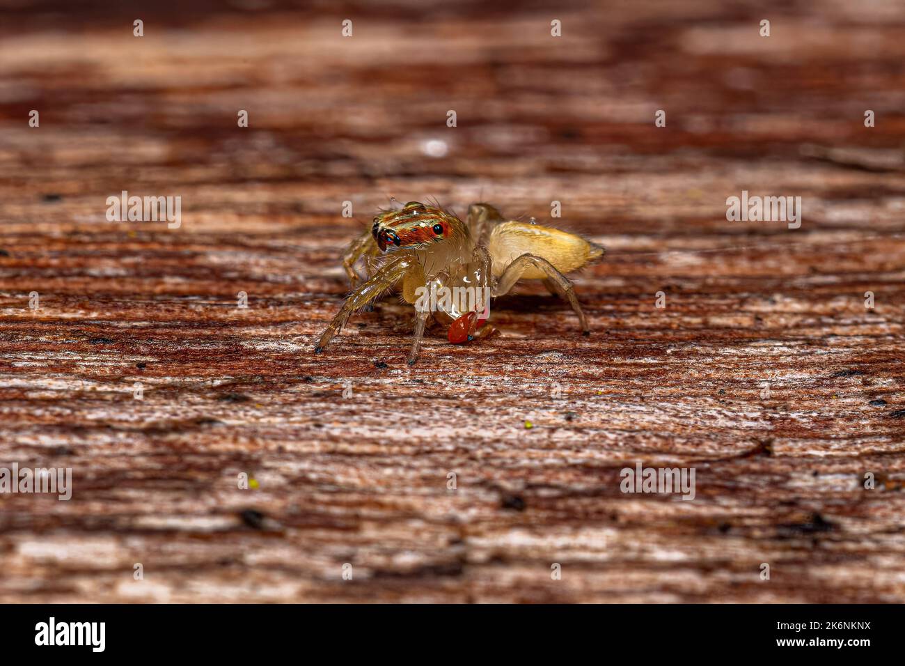 Small Jumping Spider of the Genus Chira with a mite stuck in the leg ...