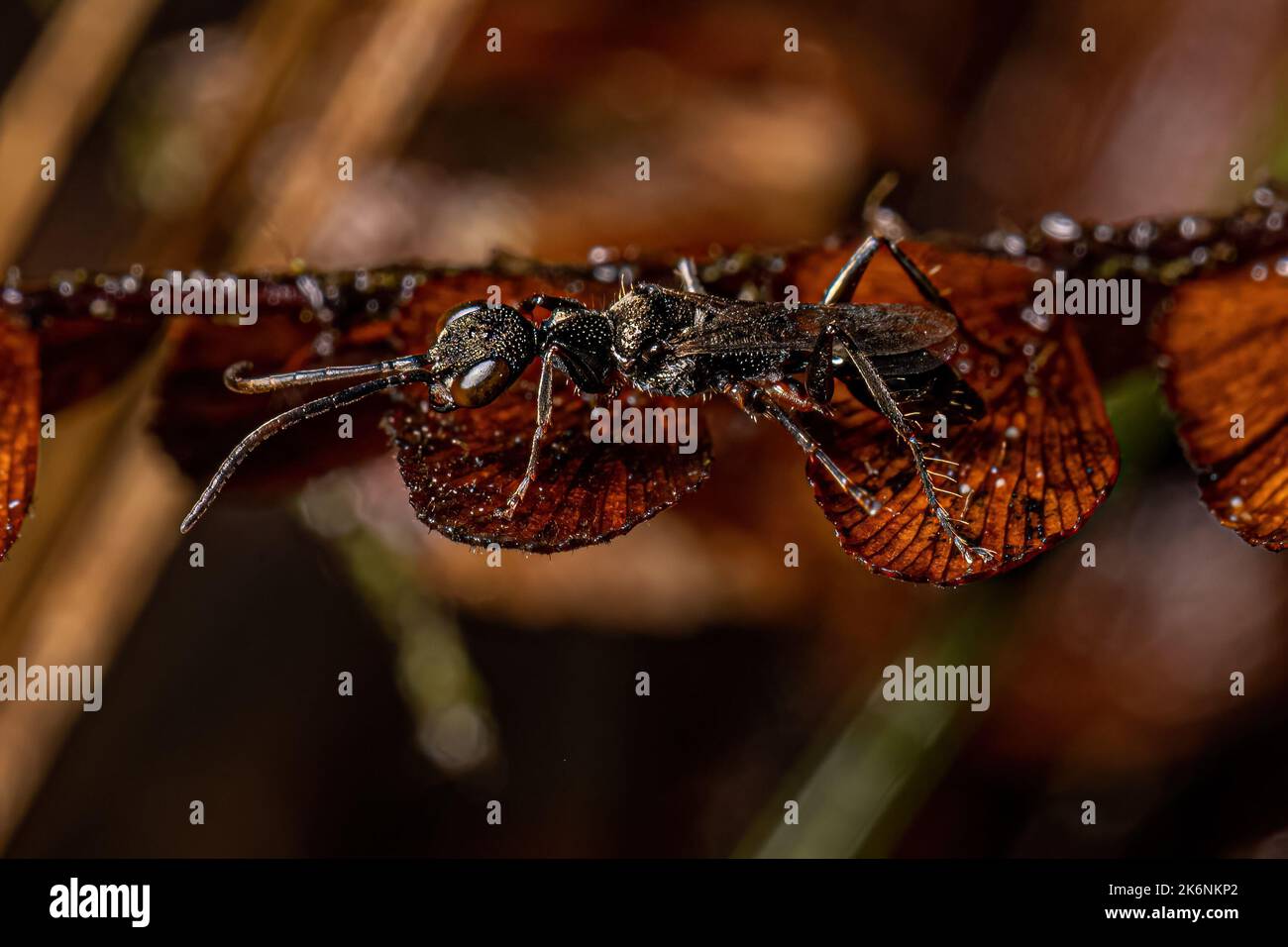 Adult Cockroach Wasp of the Genus Ampulex Stock Photo - Alamy