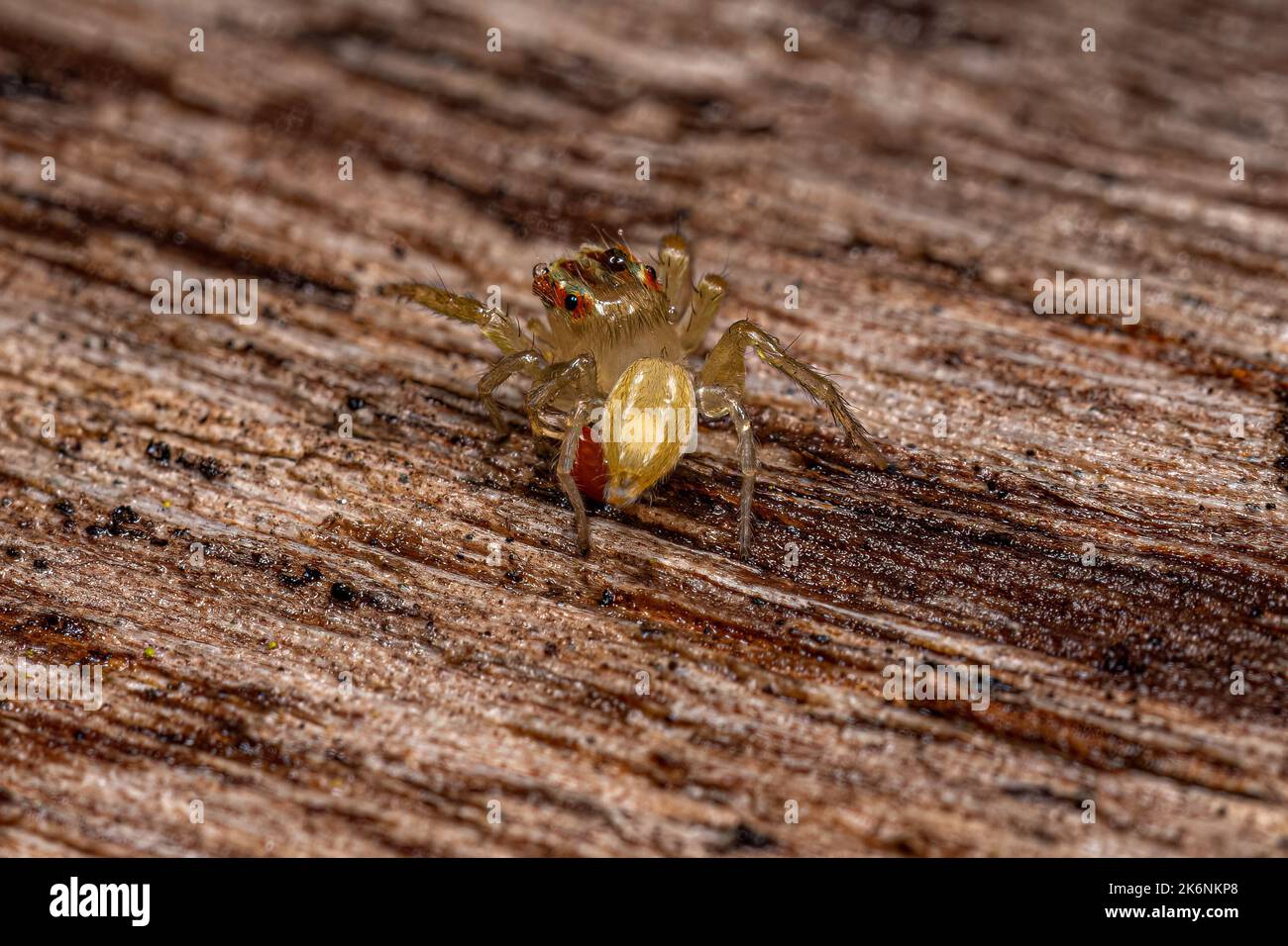 Small Jumping Spider of the Genus Chira with a mite stuck in the leg ...