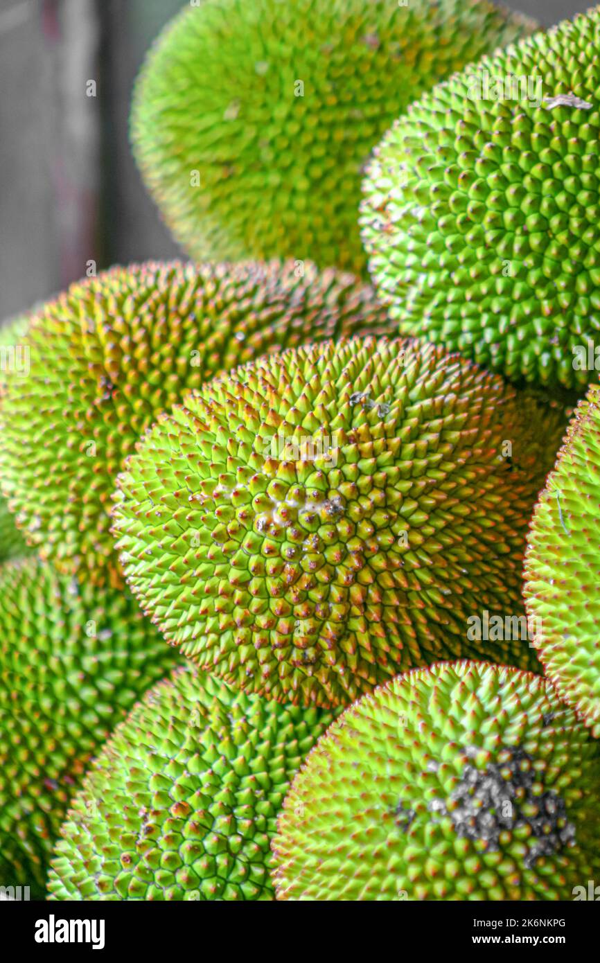close-up of group green jackfruit Stock Photo - Alamy