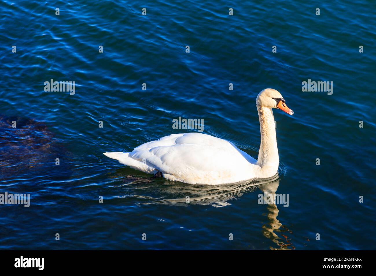 White swan swimming on the sea Stock Photo - Alamy