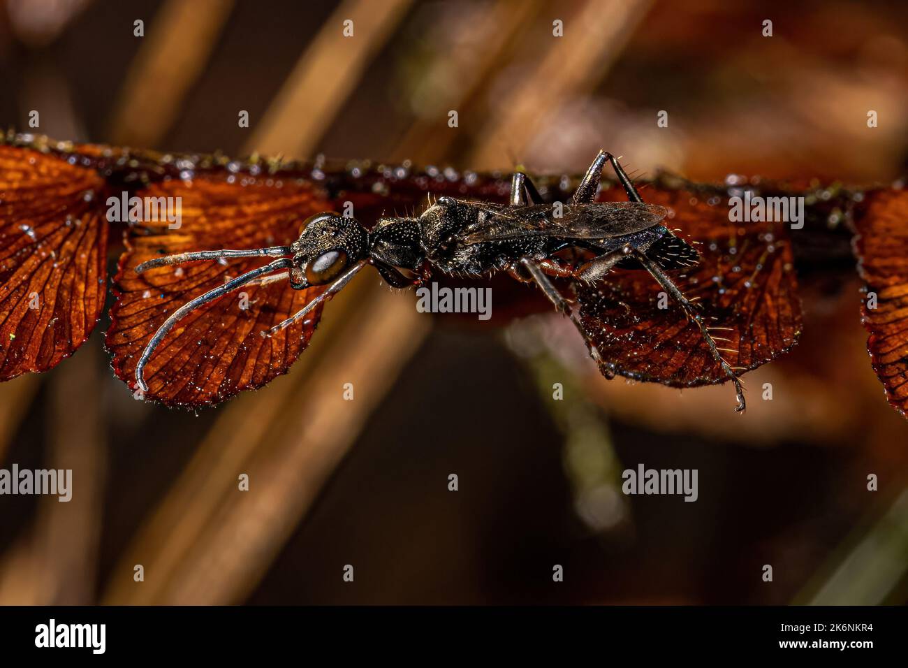 Adult Cockroach Wasp of the Genus Ampulex Stock Photo - Alamy