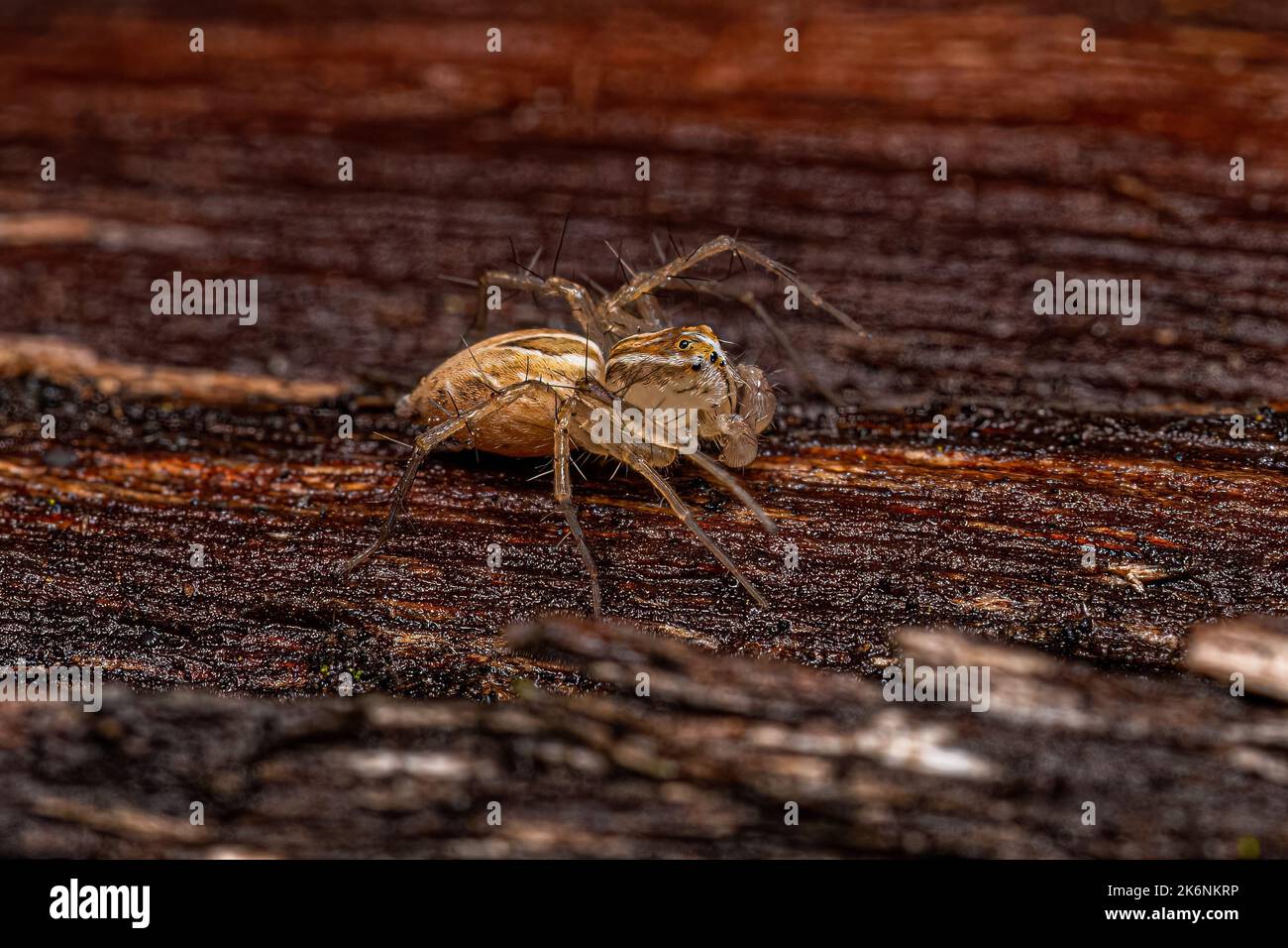 Female Striped Lynx Spider of the genus Oxyopes Stock Photo - Alamy
