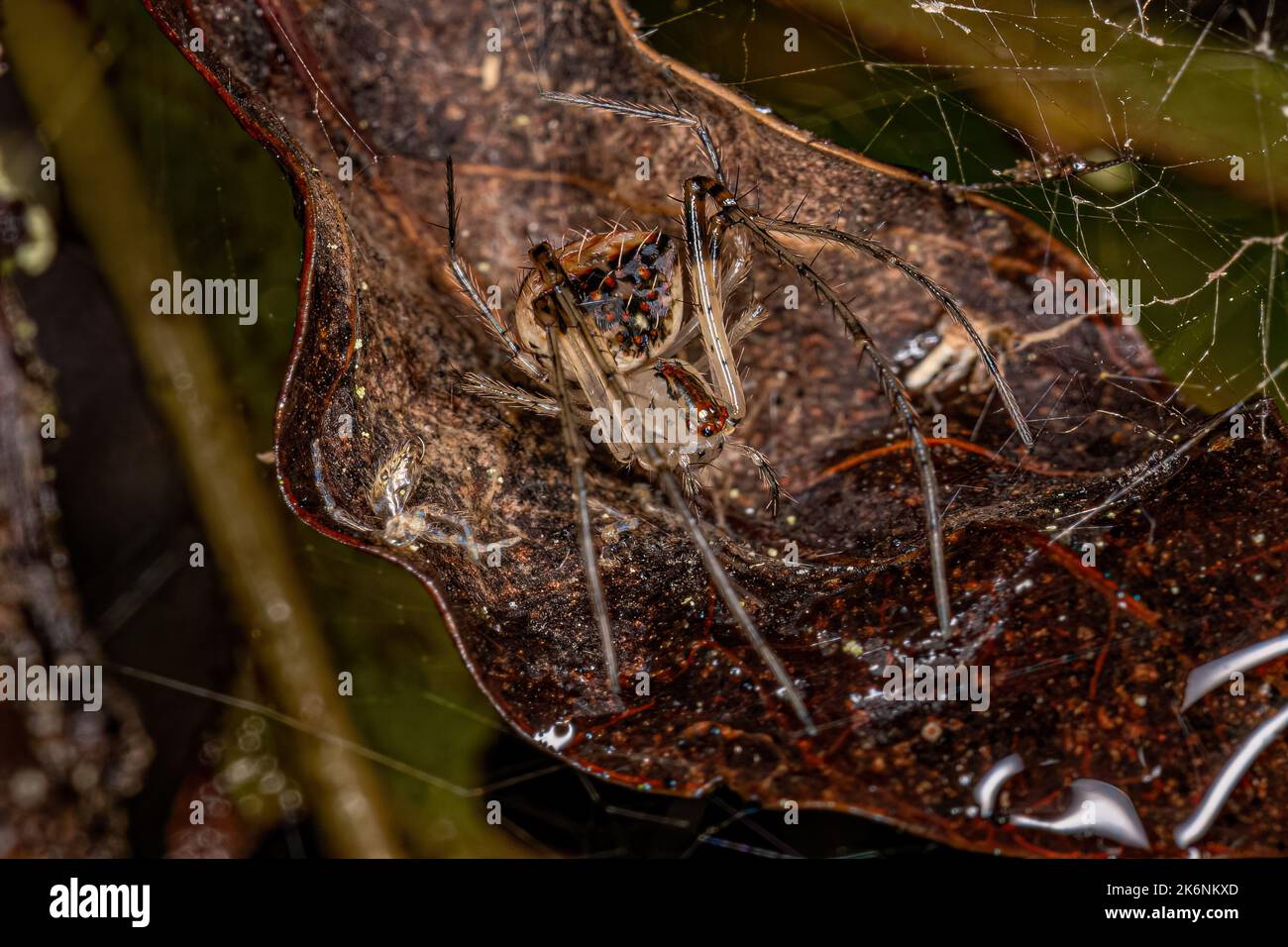 Small Cannibal Spider of the Genus Mimetus Stock Photo - Alamy