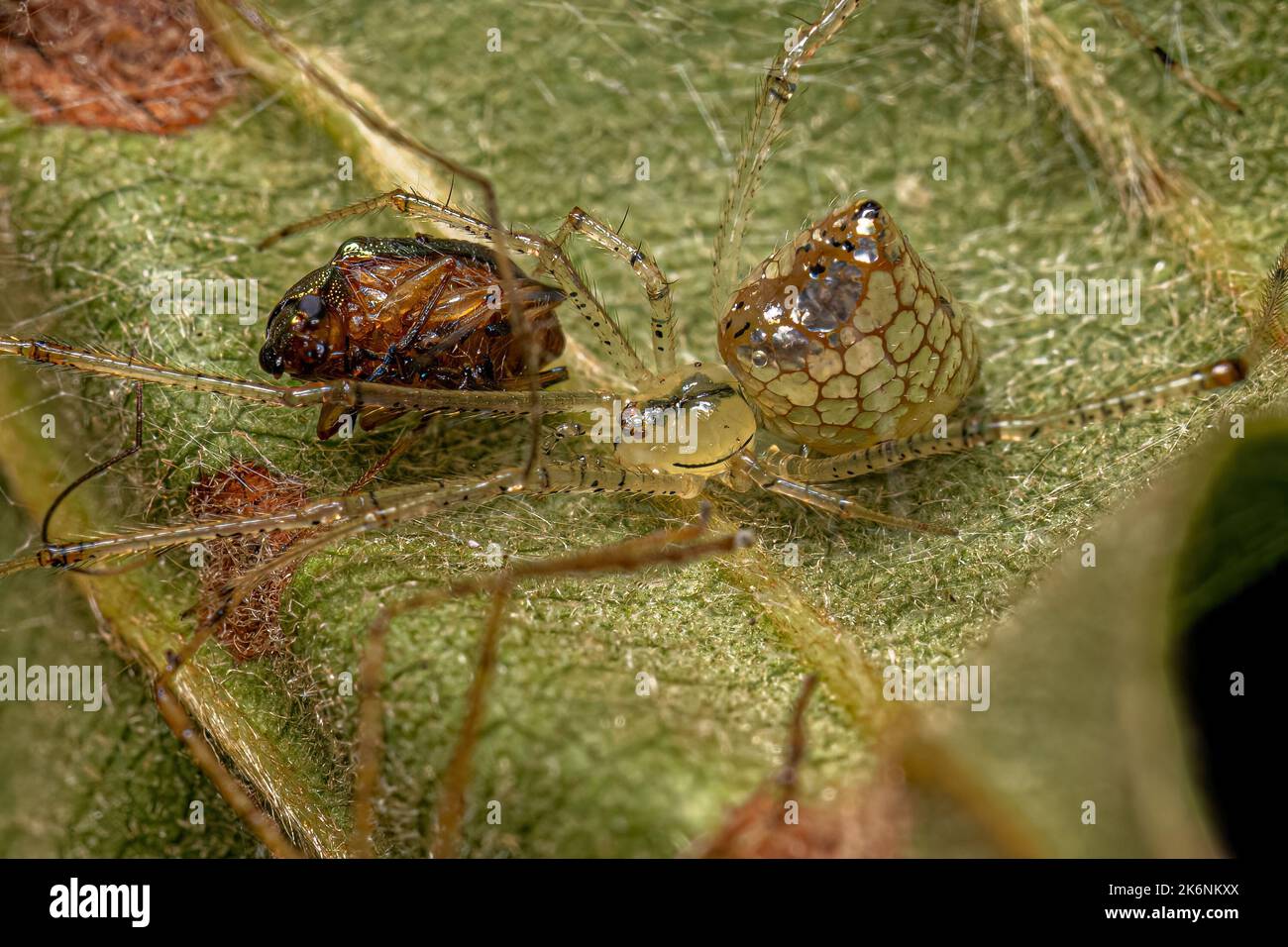 Ball spiders hi-res stock photography and images - Alamy