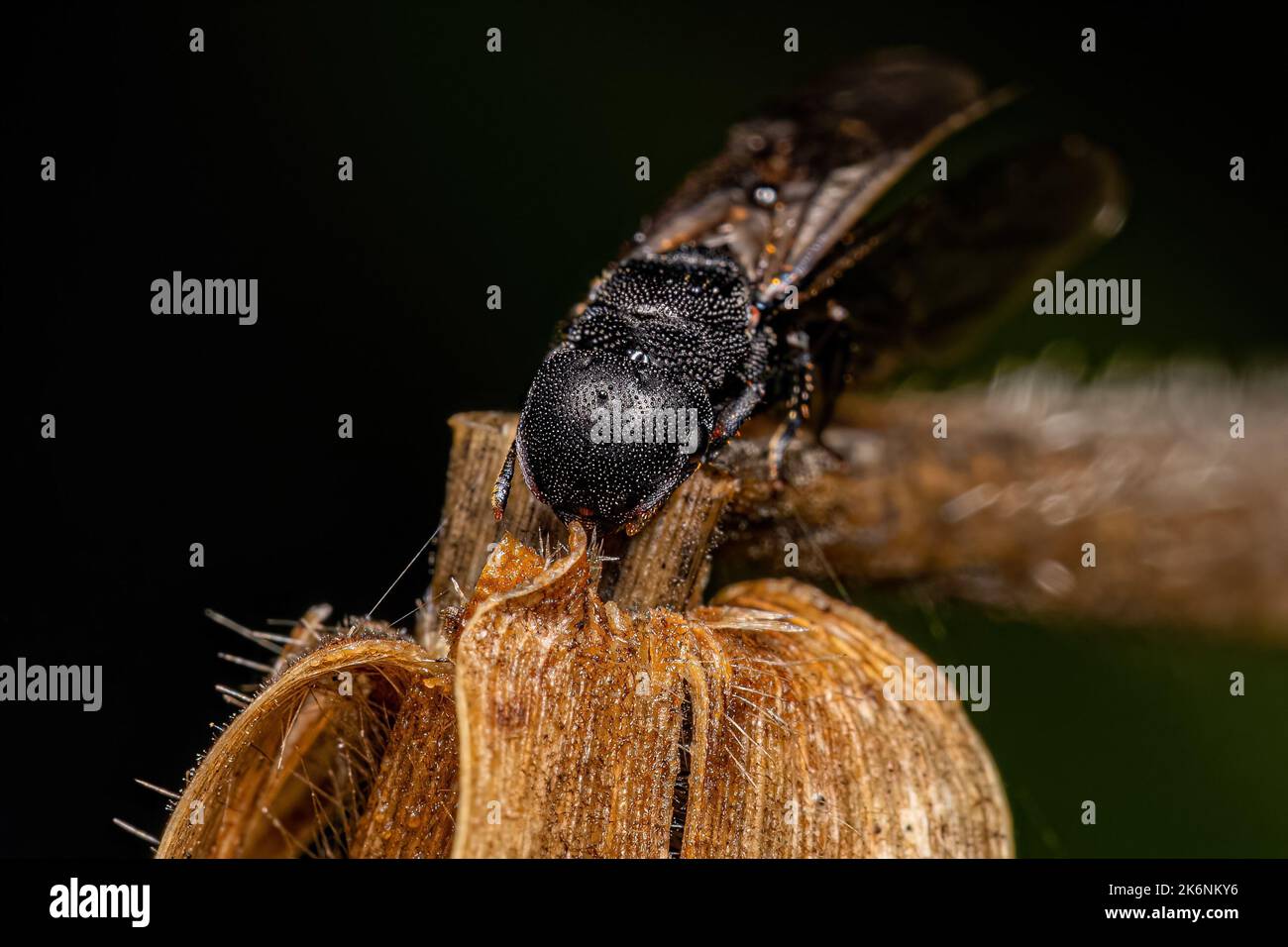 Adult Black Queen Turtle Ant of the Genus Cephalotes Stock Photo - Alamy