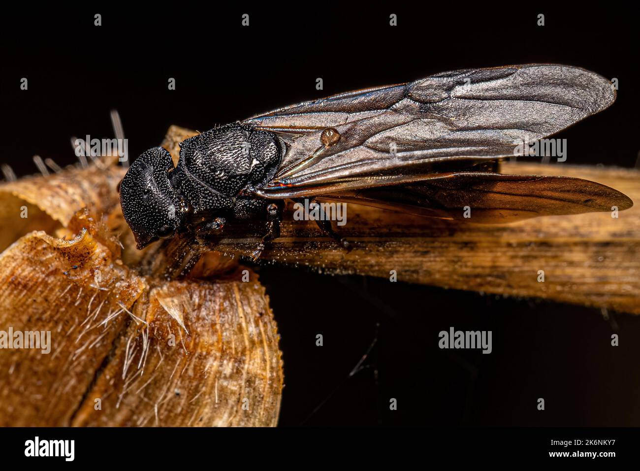 Adult Black Queen Turtle Ant of the Genus Cephalotes Stock Photo - Alamy