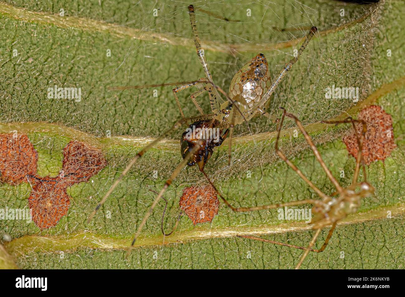 Ball spiders hi-res stock photography and images - Alamy