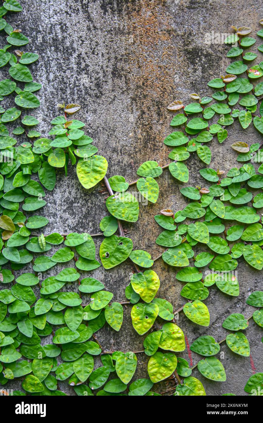 Green ivy Ficus pumila also know as creeping fig on the cement wall ...