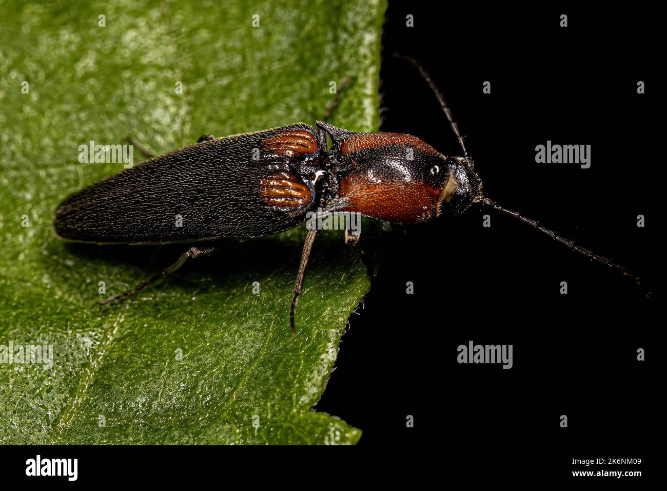Adult Click Beetle of the Family Elateridae Stock Photo - Alamy