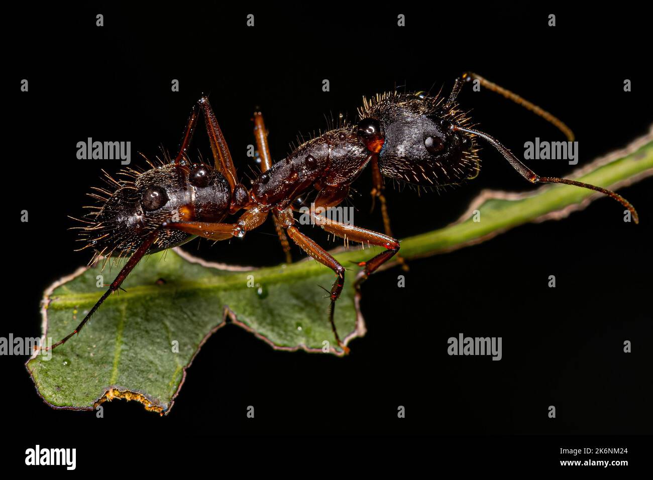 Adult Female Carpenter Ant of the genus Camponotus Stock Photo - Alamy