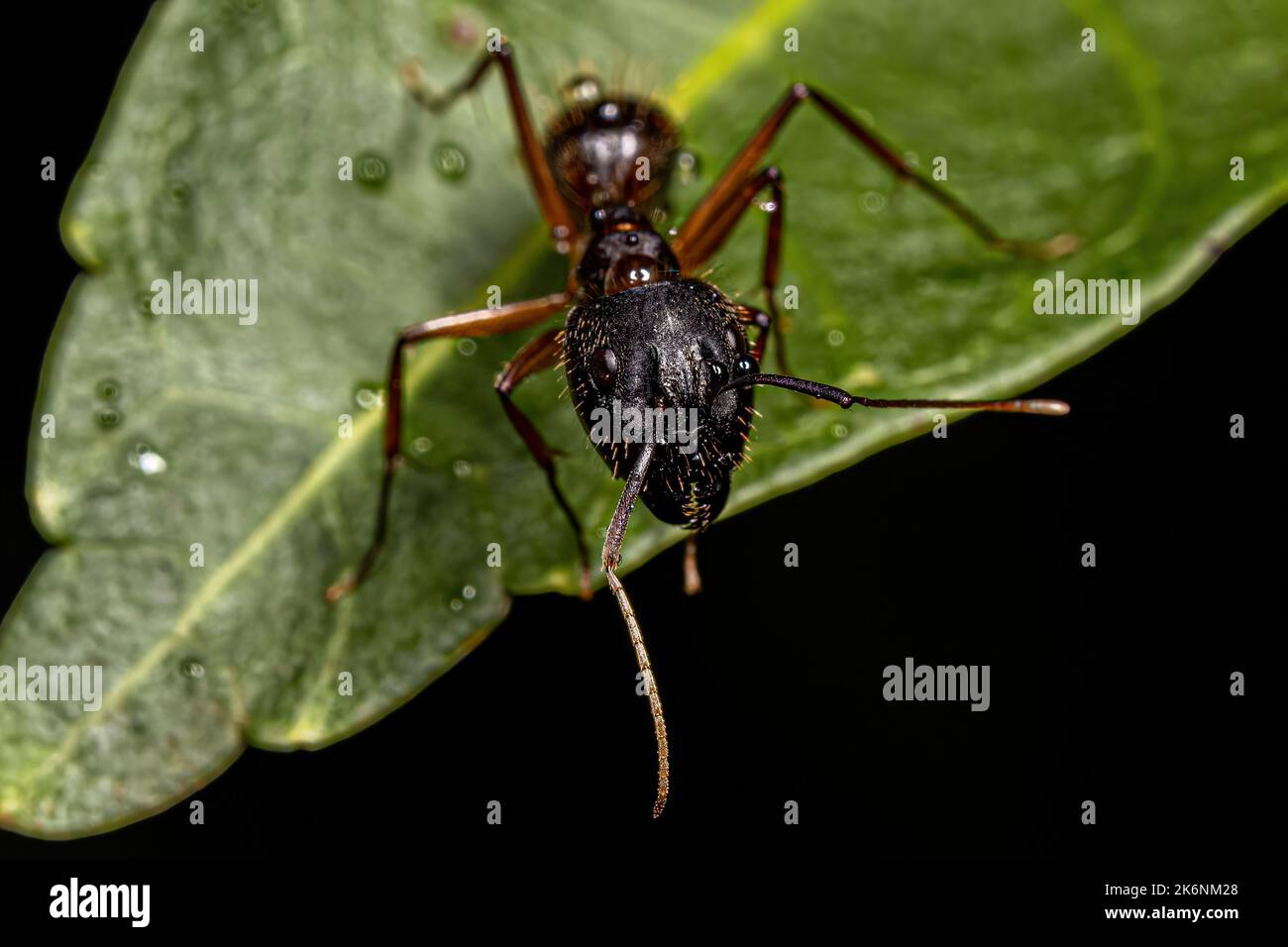 Adult Female Carpenter Ant of the genus Camponotus Stock Photo - Alamy