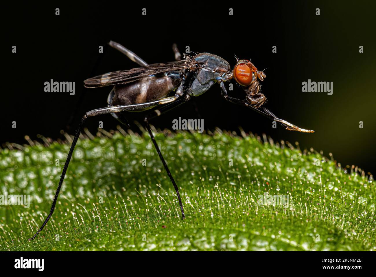 Adult Stilt-legged Fly of the Subfamily Taeniapterinae Stock Photo - Alamy