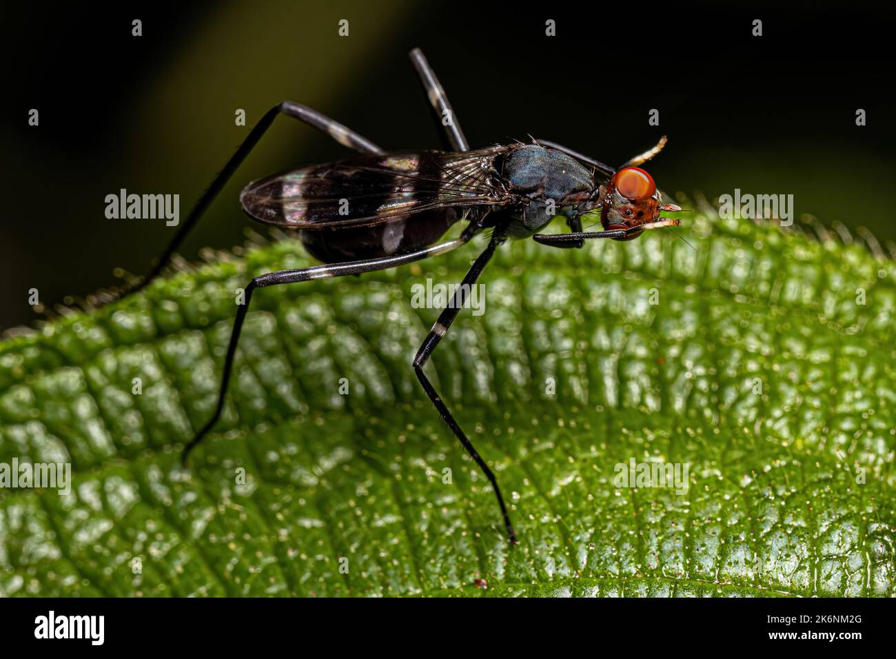 Adult Stilt-legged Fly of the Subfamily Taeniapterinae Stock Photo - Alamy