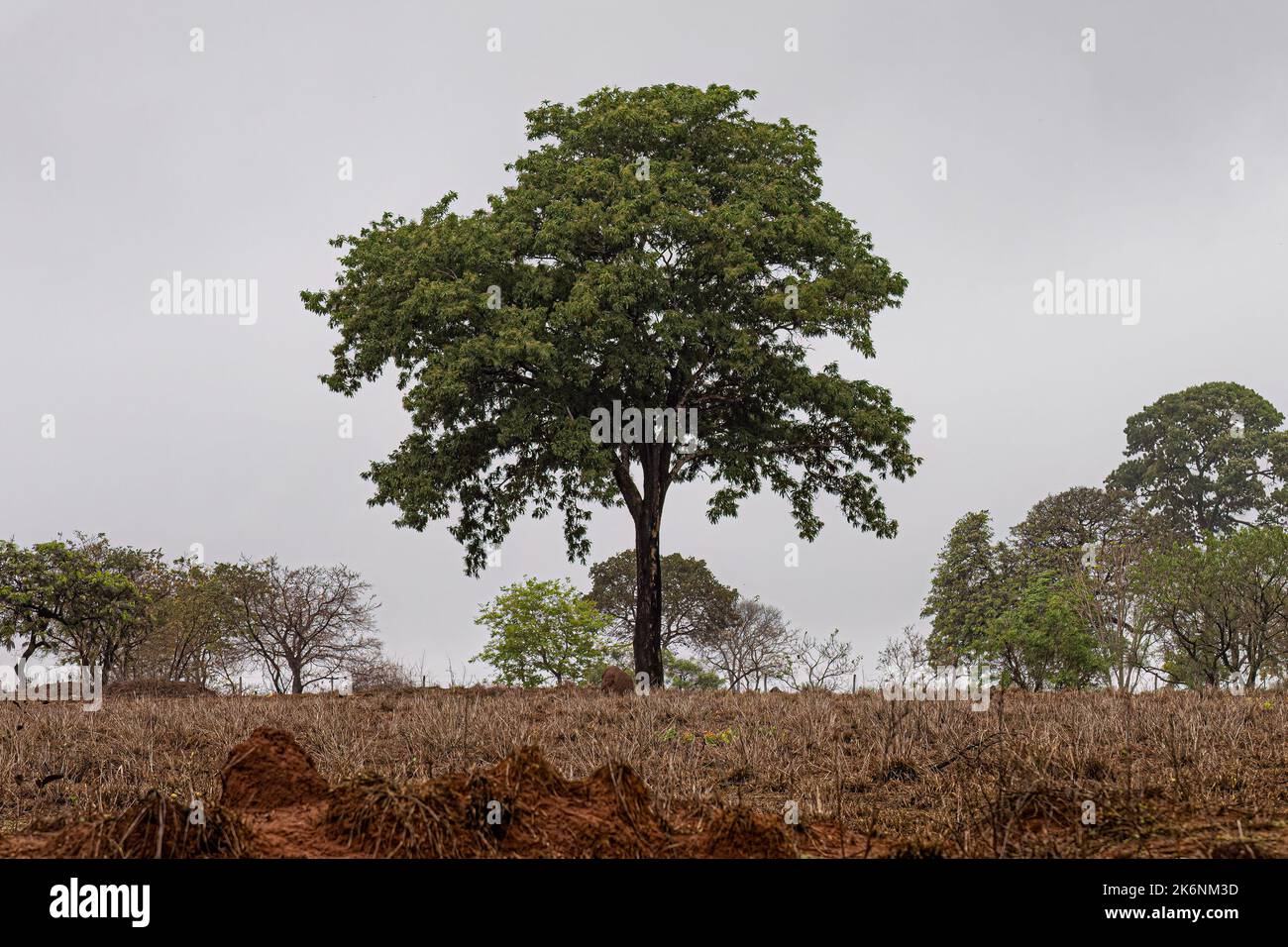 Angiosperm tree from Brazilian cerrado with early morning lighting ...