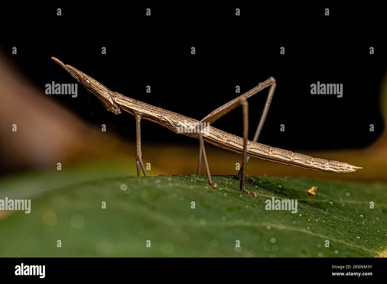 Neotropical Stick Grasshopper of the Family Proscopiidae Stock Photo ...