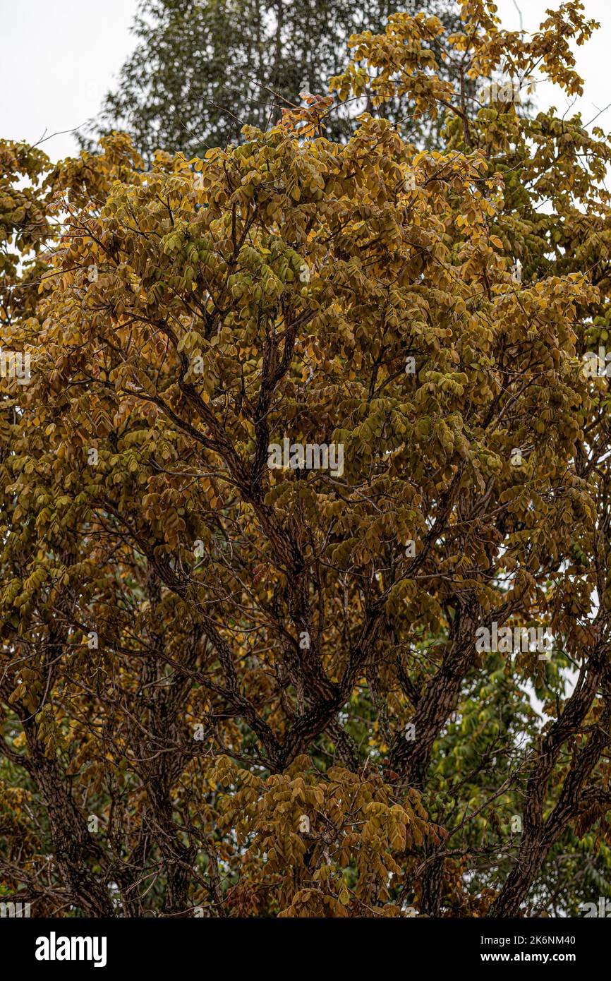 Angiosperm tree from Brazilian cerrado with early morning lighting ...