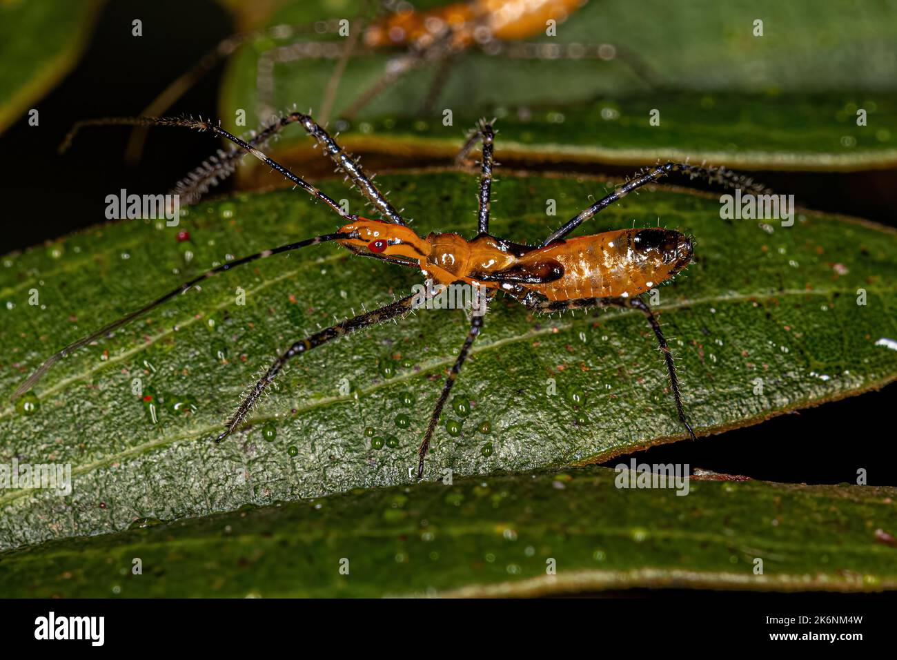 Assassin Bug Nymph of the Tribe Harpactorini Stock Photo - Alamy