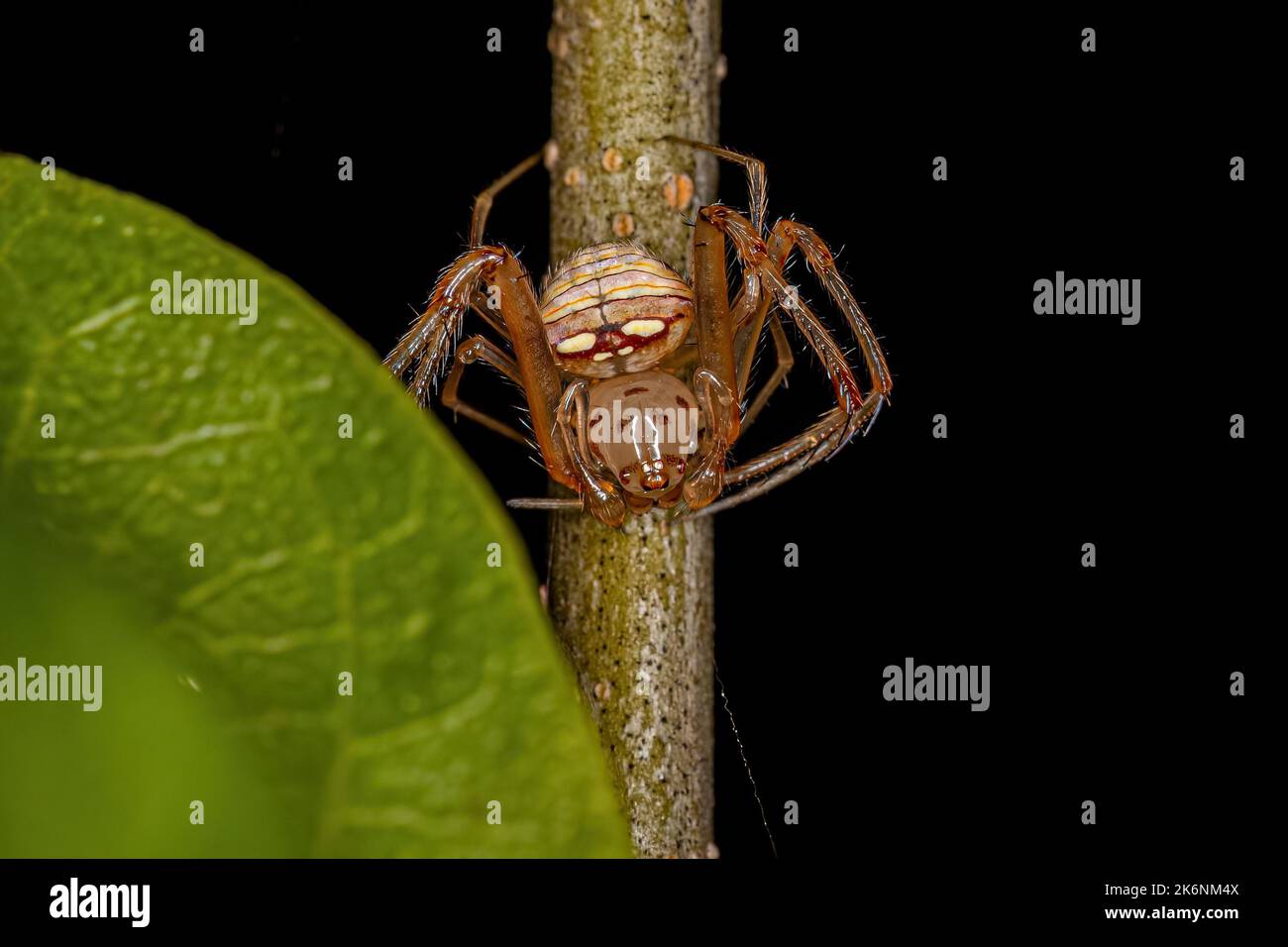 Small Male Pirate Spider of the Genus Gelanor Stock Photo - Alamy