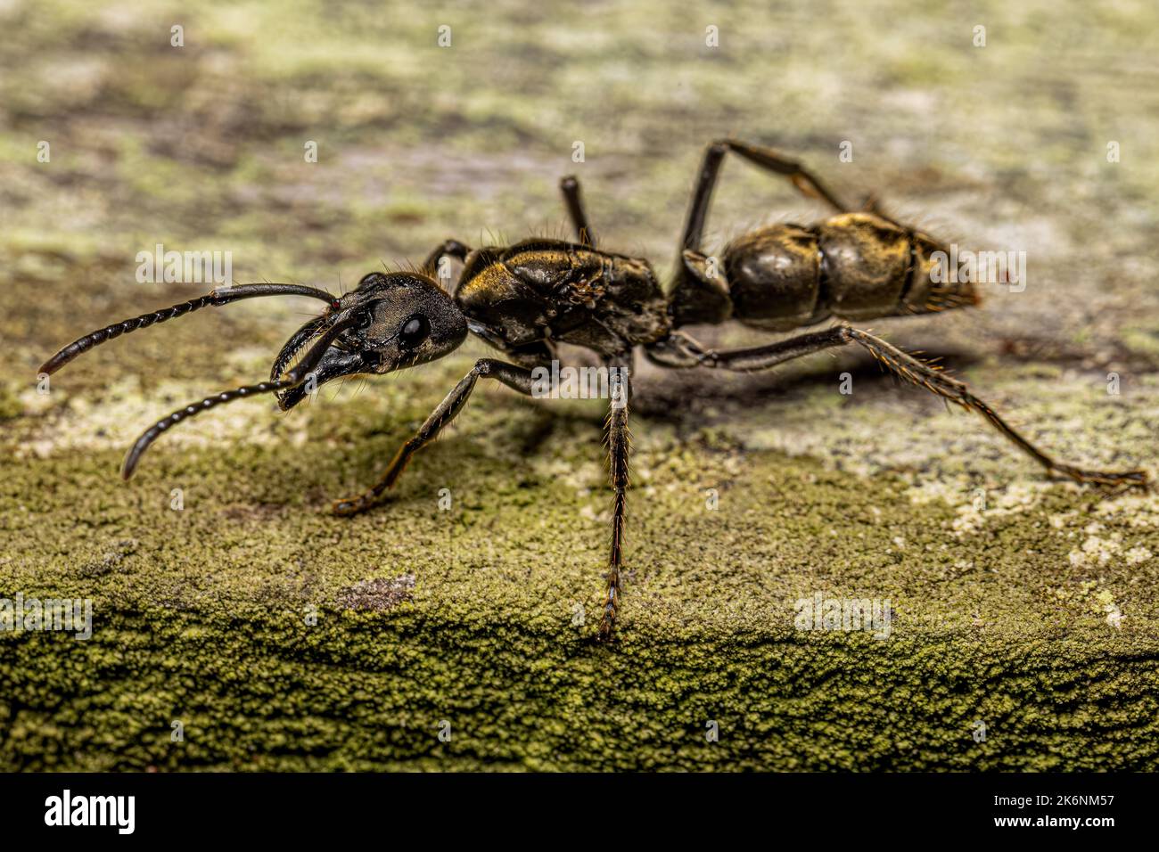 Ponerine ant hi-res stock photography and images - Alamy