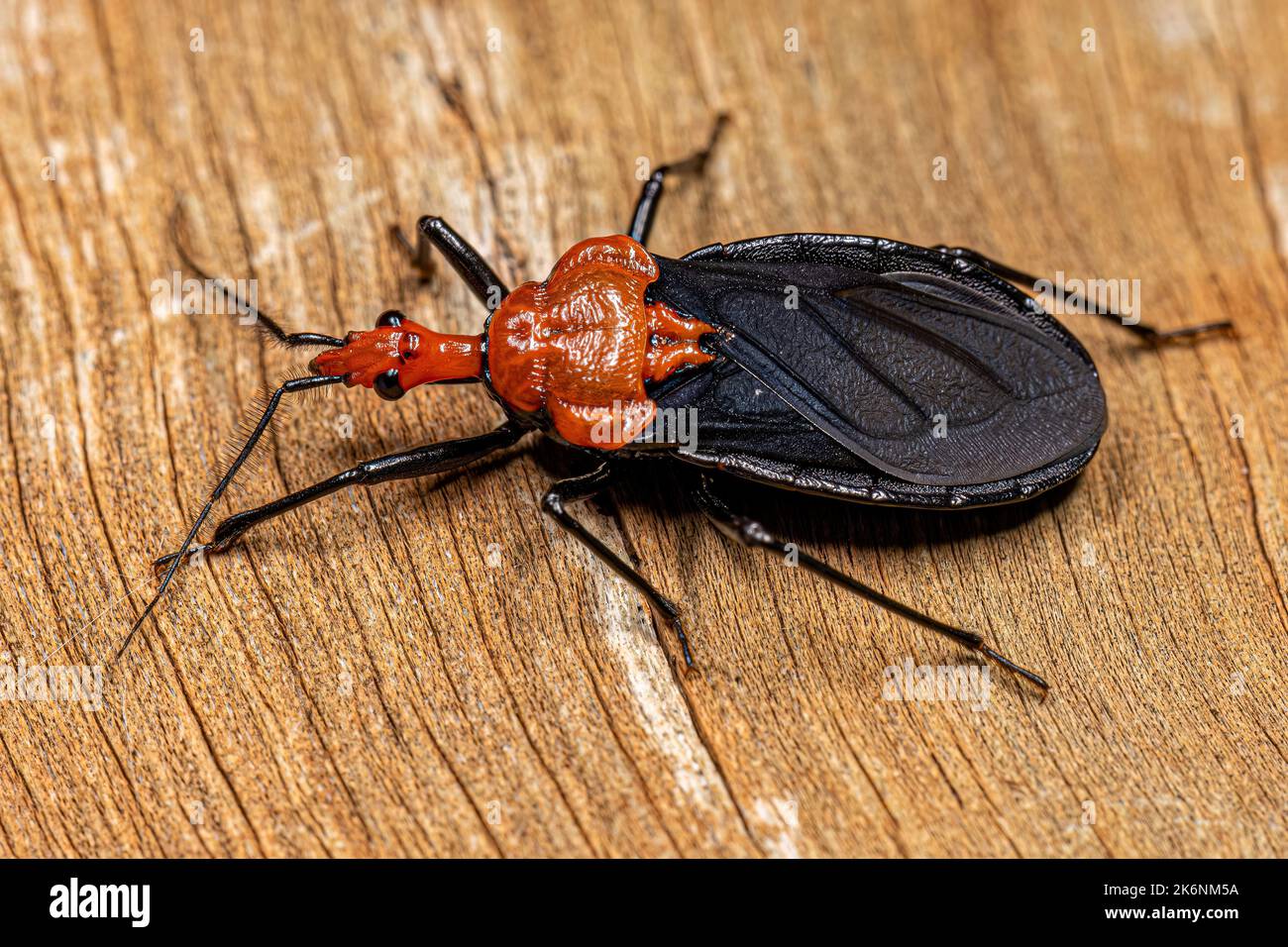 Adult Millipede Assassin Bug of the Genus Pothea Stock Photo - Alamy