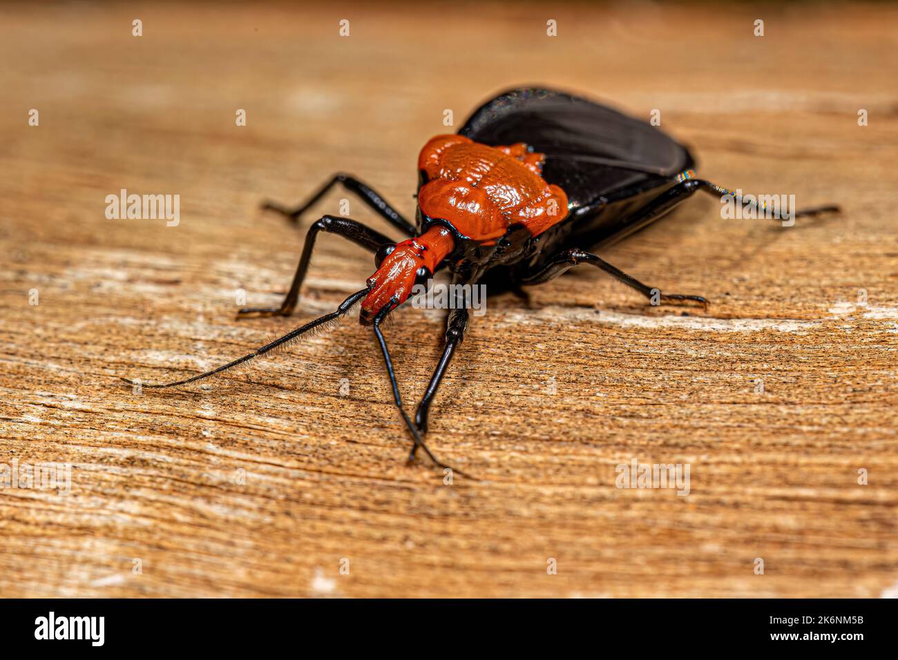 Millipede assassin bug hi-res stock photography and images - Alamy