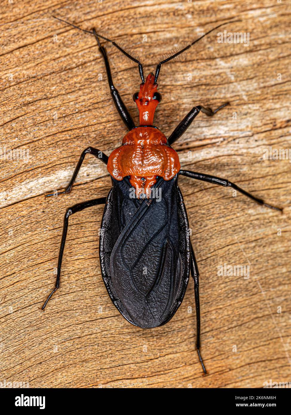 Millipede assassin bug hi-res stock photography and images - Alamy