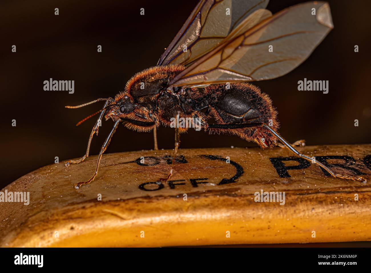 Adult Male Winged Atta Leaf-cutter Ant of the Genus Atta Stock Photo ...