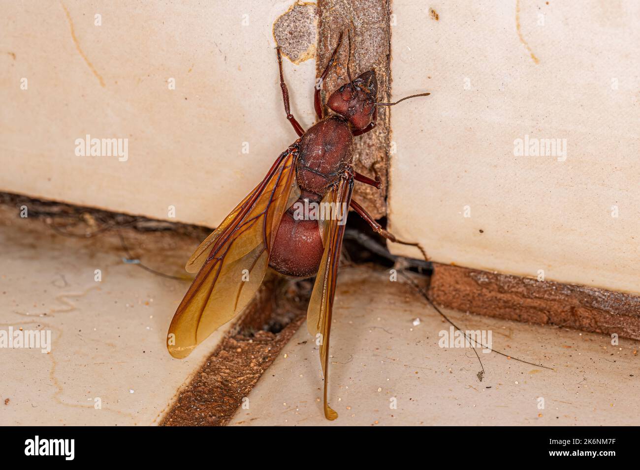 Adult Female Winged Atta Leaf-cutter Queen Ant of the Genus Atta Stock ...