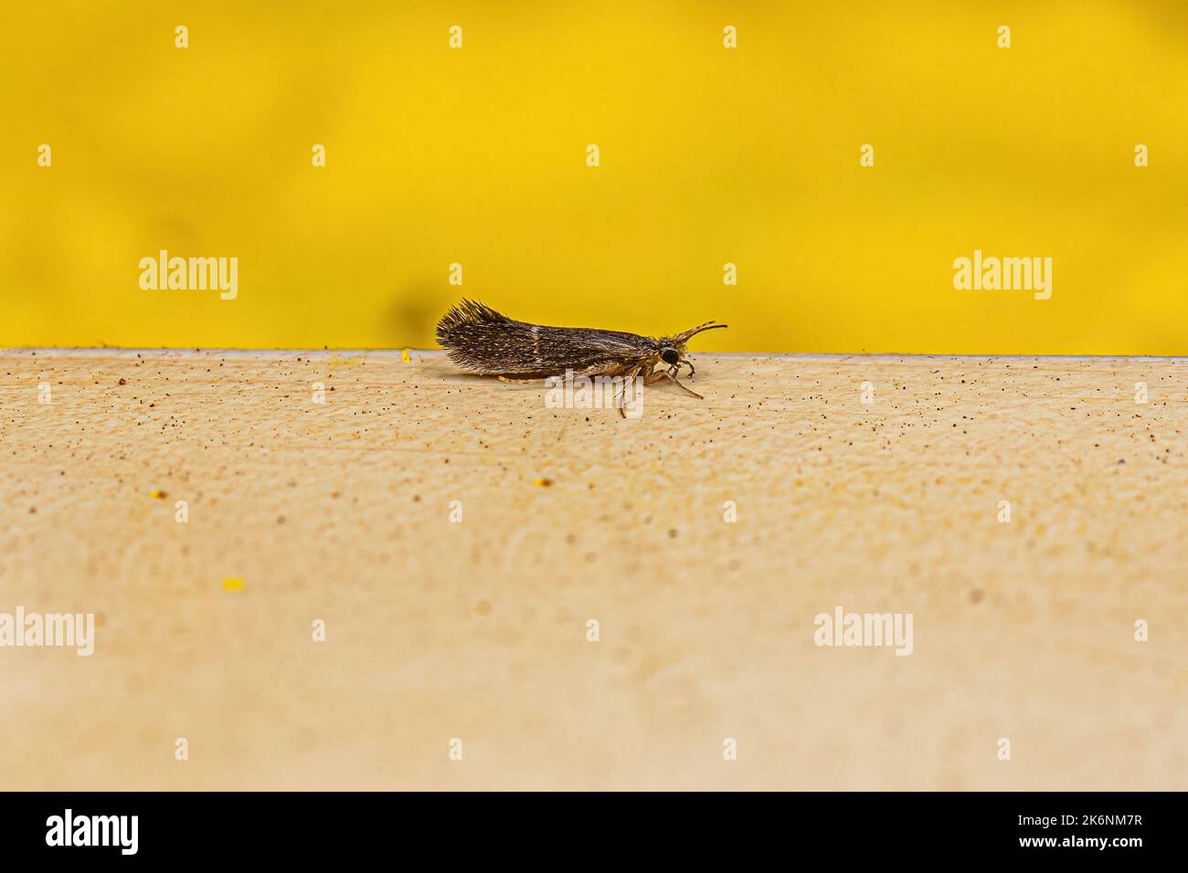 Adult Little Black Caddisfly Insect of the Family Glossosomatidae Stock ...