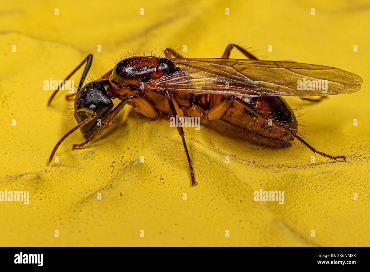 Adult Female Carpenter Queen Ant of the genus Camponotus Stock Photo ...
